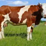 Lehmät: lajit ja puku Venäjällä ja maailmassa, mitä karja näyttää, ominaisuus 4434_1
