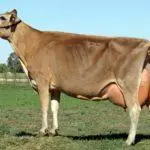 Расе крава: врсте и одело у Русији и свету, оно што стока изгледа као карактеристично 4434_11