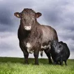 Breeds of sapi: spesies lan cocog ing Rusia lan jagad, apa sing katon kaya kewan, ciri 4434_14