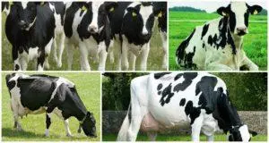 História a opis holandského plemena kravy, ich vlastnosti a obsah