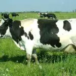 젖소의 품종 : 러시아와 세상의 종과 소송, 가축이 어떻게 생겼는지, 특징 4434_7