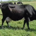 Razas lácteas de vacas: 12 mellores e de alta tarde en Rusia e no mundo 4440_11