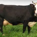 Млечни раси на крави: Топ 12 најдобри и попладне во Русија и светот 4440_12