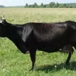 Dairy breeds of cows: Top 12 best and high-afternoon in Russia and the world 4440_13