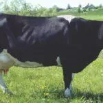 Dairy breeds of cows: Top 12 best and high-afternoon in Russia and the world 4440_14