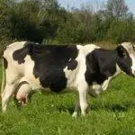 Milchrassen von Kühe: Top 12 Beste und High-Nachmittag in Russland und der Welt 4440_15