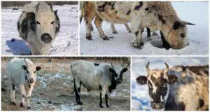 yakut奶牛品种的描述和特征，他们的内容规则