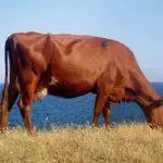 Dairy breeds of cows: Top 12 best and high-afternoon in Russia and the world 4440_20