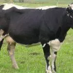 Млечни раси на крави: Топ 12 најдобри и попладне во Русија и светот 4440_24