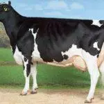 Mliječne pasmine krava: Top 12 najboljih i popodne u Rusiji i svijetu 4440_25