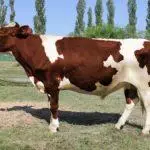 Rasele de lapte de vaci: Top 12 cel mai bun și de înaltă după-amiază în Rusia și în lume 4440_28