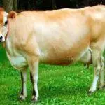 Razas lácteas de vacas: 12 mellores e de alta tarde en Rusia e no mundo 4440_3