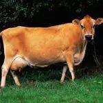 Mliječne pasmine krava: Top 12 najboljih i popodne u Rusiji i svijetu 4440_4