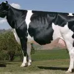 Dairy breeds of cows: Top 12 best and high-afternoon in Russia and the world 4440_6