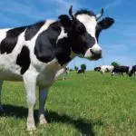 Zuivelrassen van koeien: top 12 beste en high-middag in Rusland en de wereld 4440_7