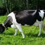 گائے کی دودھ نسل: روس اور دنیا میں سب سے اوپر 12 بہترین اور اونچائی 4440_8