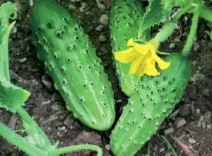 Kenmerkend en beskrywing van verre oos komkommer, sy verbouing