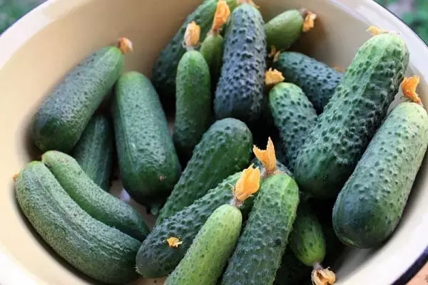 স্বল্প মুক্ত cucumbers