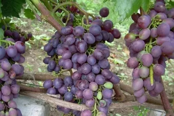 'Ya'yan itãcen marmari berries