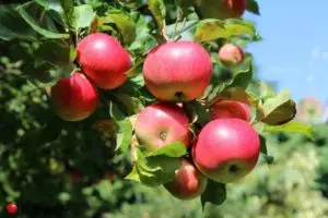 夏季苹果麦芽Bagaevsky的描述和特征
