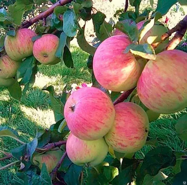 Nameman Apple Tree.