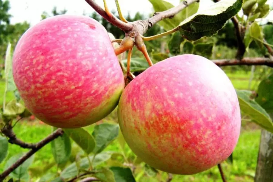 Nameman Apple Tree.