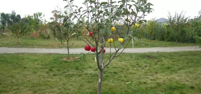 plantet epletrær