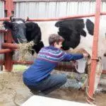 Što učiniti ako krava padne na mužnju: kako zbuniti i stvoriti antibyric 4461_4