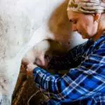 Що робити, якщо корова брикатися при доїнні: як сплутати і створення антібрика 4461_5