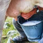 Što učiniti ako krava padne na mužnju: kako zbuniti i stvoriti antibyric 4461_6