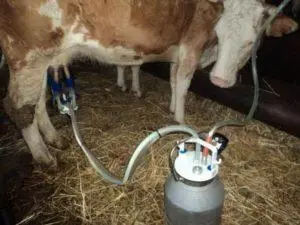 Hogyan kell összeszerelni a fejőgépet a tehenekhez a saját kezével