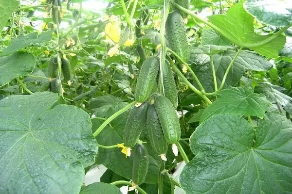 Formation de légumes