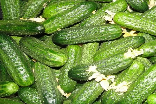 බොහෝ පලතුරු