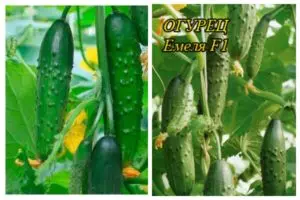 Emelya'nın salatalık derecesinin açıklaması, ekimi ve özenlerin özellikleri