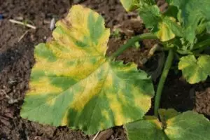 Wat te doen als gele vlekken verschenen op de bladeren van komkommers en hoe te behandelen