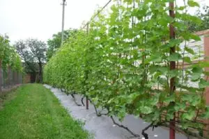 Why does not bloom and does not fruit grapes and what to do, prevention measures