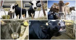 علائم Paragrippa-3، درمان و پیشگیری از گاوها
