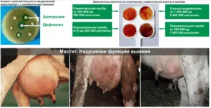 Determinarea mastitei subclinice în vacile și tratamentul la domiciliu