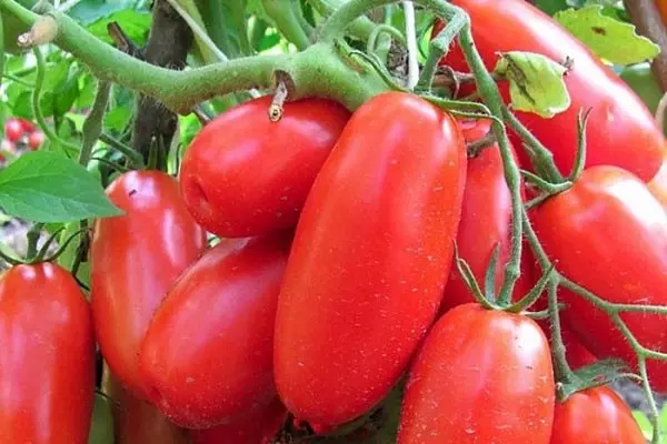 Petites tomates: quelles variétés sont les meilleures, grandes et gelées
