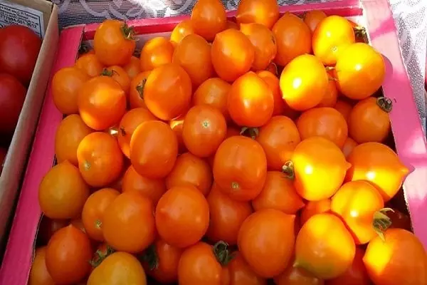 여러 가지 빛깔의 토마토