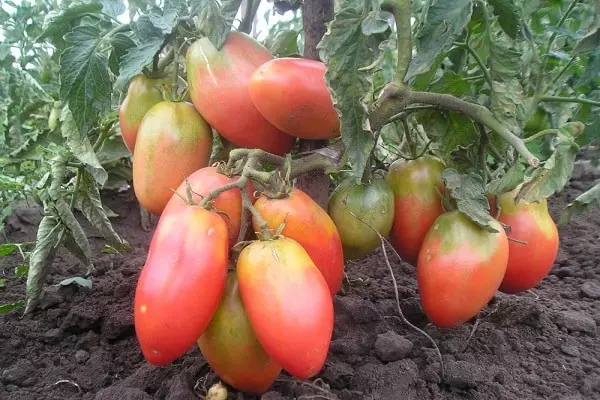 Tomatos llawn sudd
