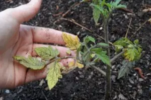 Hvorfor frøplanter tomat feide og faller og hva de skal gjøre