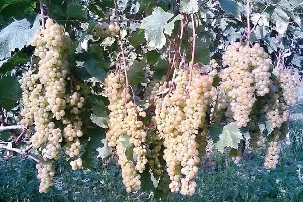 Young grapes