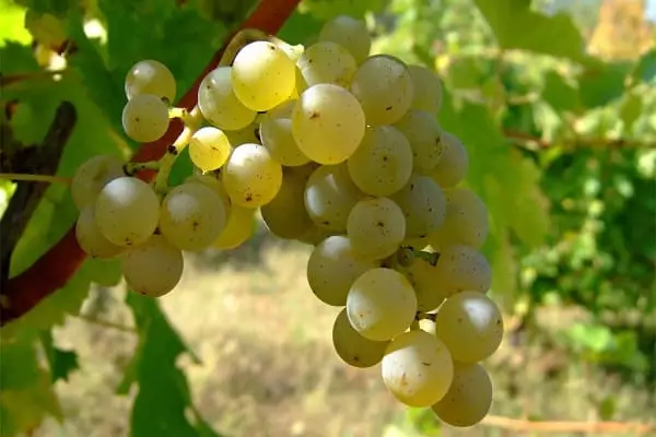 ಅಗ್ರೊಟೆಕ್ನಿಕಲ್ ಟೆಕ್ನಿಕ್ಸ್