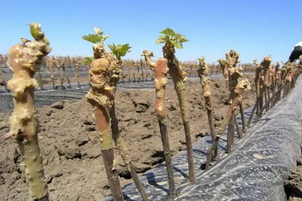 Spring saplings