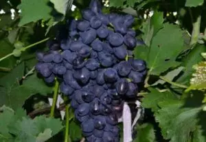 Description and characteristics of grapes of fun, history and grade subtlety