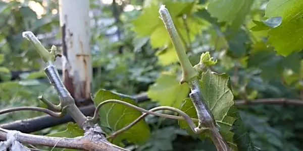 Vaccination de raisin