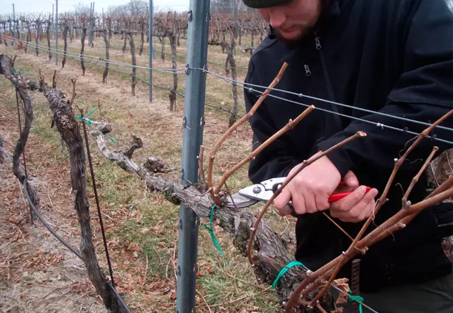 Pruning Grapes.