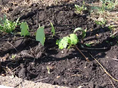 Landing Grapes.