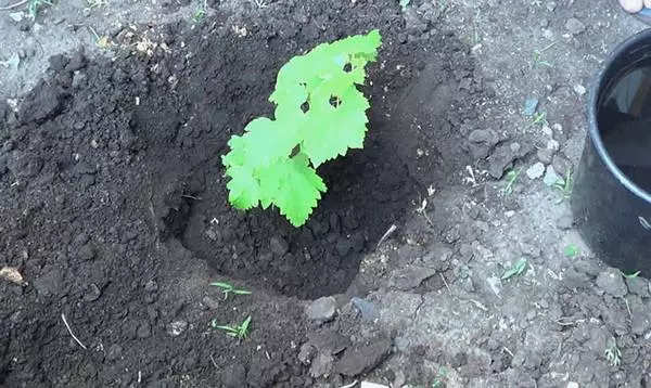 Landing Grapes.